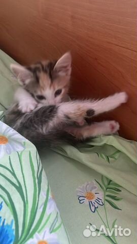 Отдам котенка в добрые руки. Девочка от домашней к