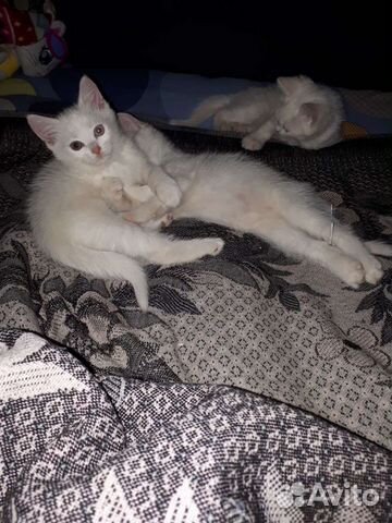 Котята турецкой ангоры