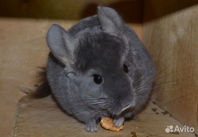 Шиншилленок Эркюль и клетка-витрина