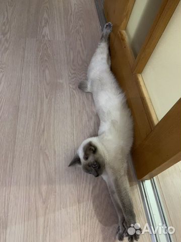 Кошка Меконгский бобтейл