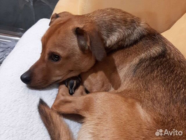 Отдам бесплатно