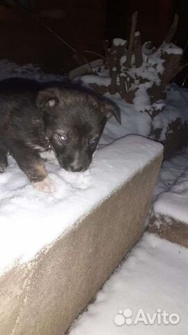 Щенята в добрые руки, отдам мама хаски