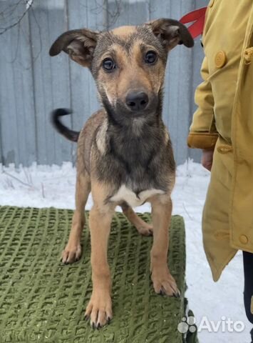 Щенок (девочка, 3.5 месяца) в добрые руки