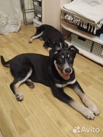 Щенок Лакки 6 мес