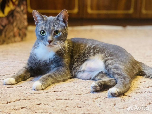 Кошка в дар