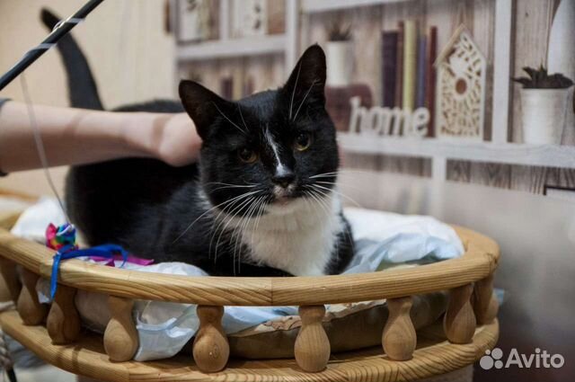 Кот в добрые руки
