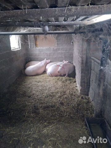 Свиньи породы см-1 + ландрас
