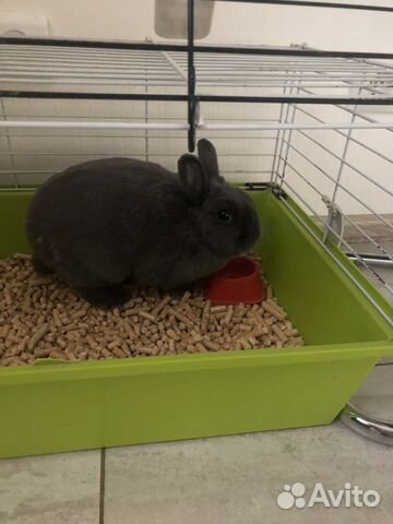 Декоративные кролики рекс