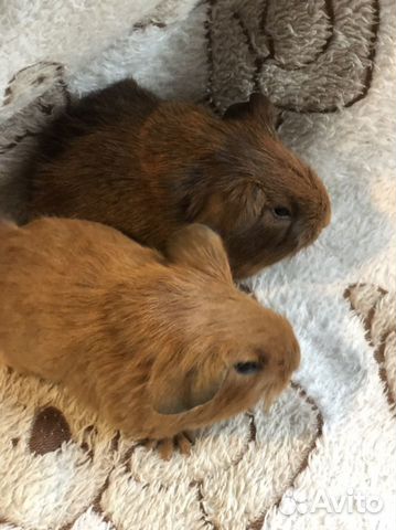 Морские свинки.1 мес