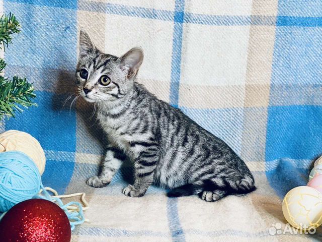 Котёнок Мультик окраса вискас