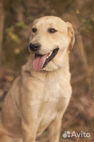 Ретривер Хатико ищет дом