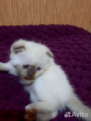 Кошки шотландцы вислоухие