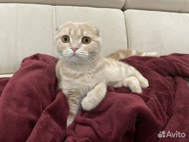 Шотландская вислоухая кошка породистая