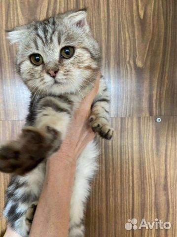 Шотландская