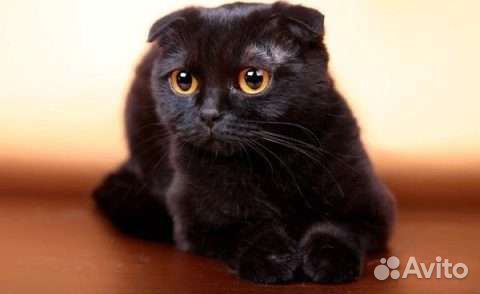 Скотиш фолд