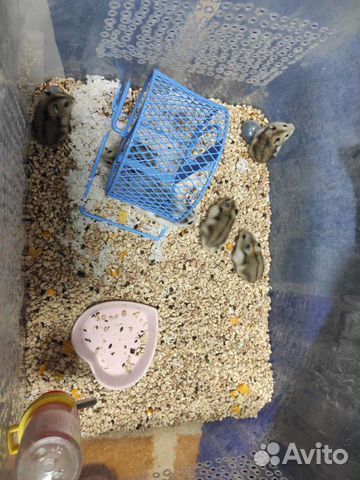 Джунгарские хомячки