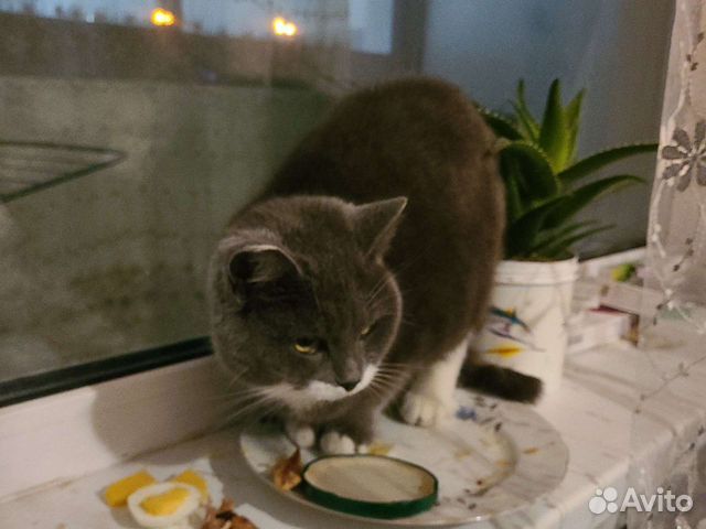 Нашли Котека в жека вместе на дмитрия неополитанов