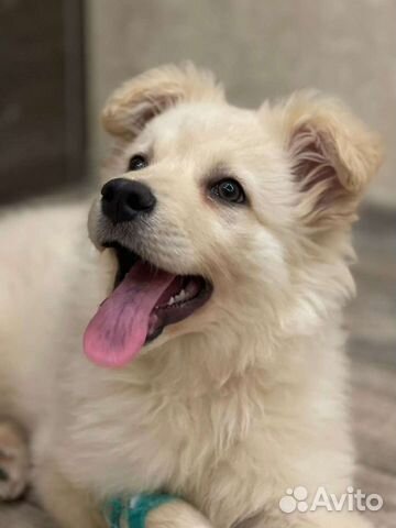 Собаки бесплатно в добрые руки щенки