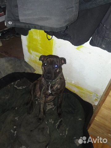 Стафарширский терьер