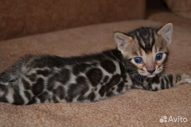 Бенгальская кошечка