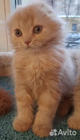 Вислоухий хулиган