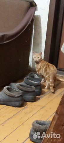 Котики