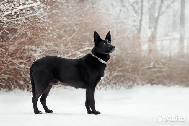 Ночка. Добрая собака 7+