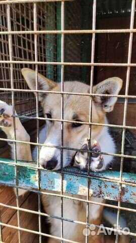 Лиса в поисках семьи