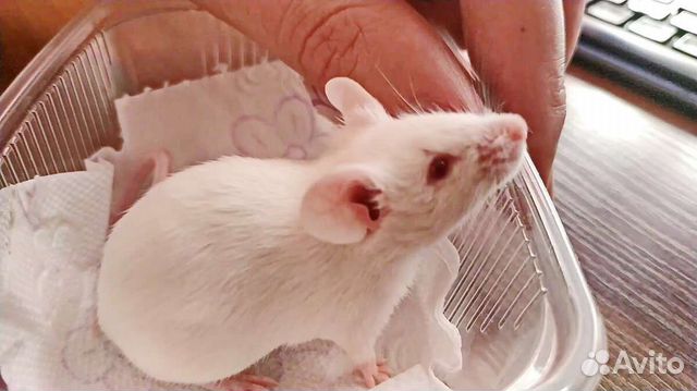 Мышь живая. Белая - подросток, чёрная - взрослая