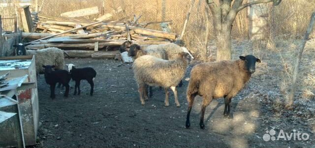 Романовские овцы