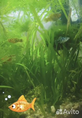 Аквариумные рыбы