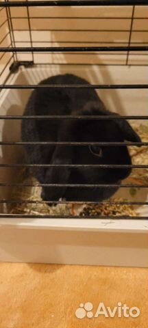 Кролик в добрые руки