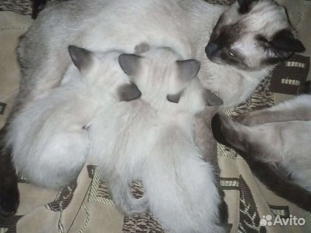 Сиамские котята