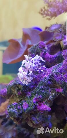 Креветка арлекин пятнистая, морская