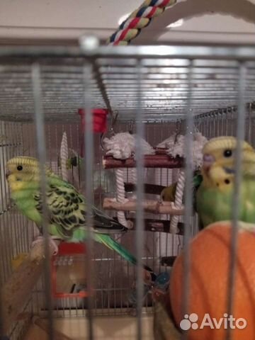 2 зелёных птенчика, волнистые попугайчики