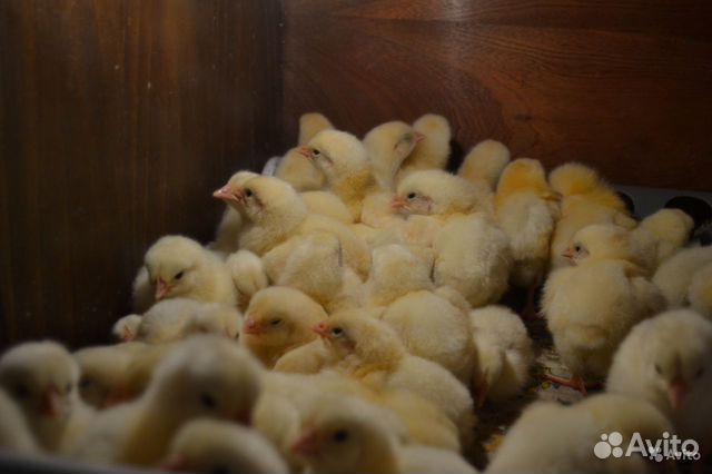 Цыплята бройлеры росс 308