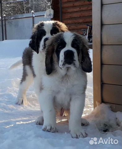 Сенбернара щенки Мальчики