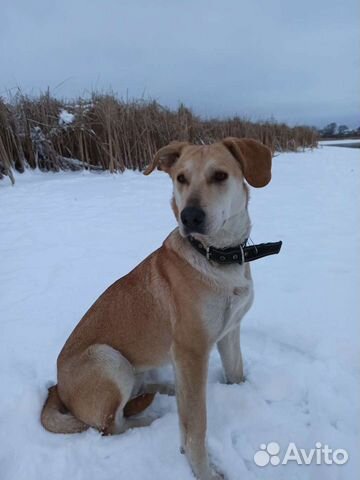 Активная собака в добрые руки