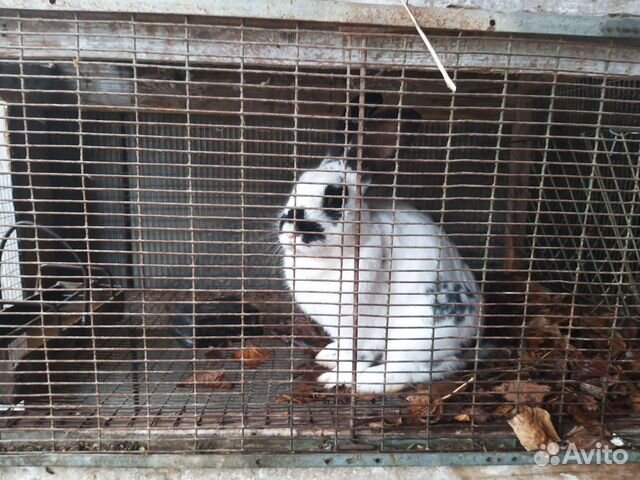 Кролики бабочка