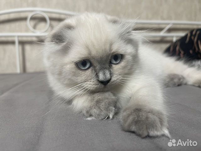 Шотландцы (длинношёрстные)
