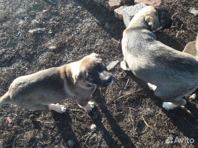 Щенки кавказской овчарки