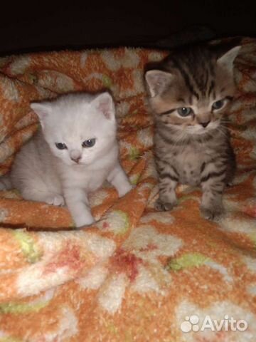 Принцессы шотландские