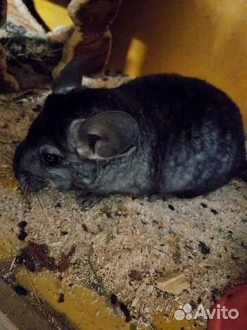 Шиншилла девочка