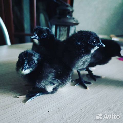 Льюянг инкубационное яйцо