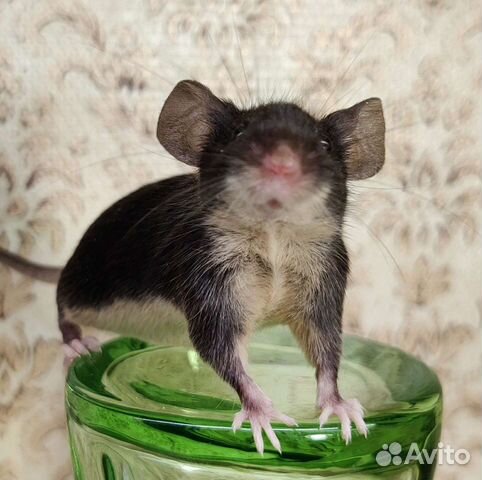 Декоративные мыши