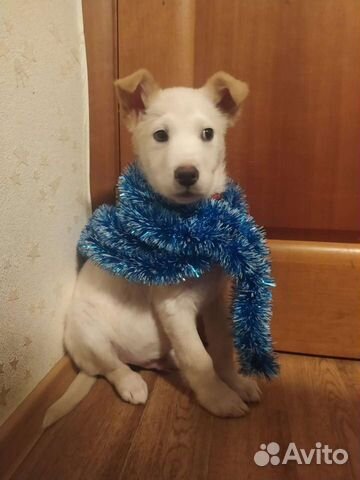 Собака в добрые руки щенок