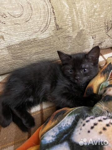 Пушистый комочек счастья