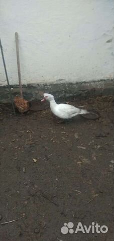 Домашняя птица