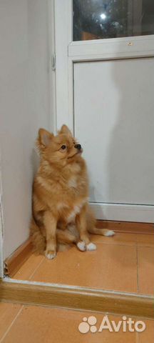 Чихуахуа шпиц вязка