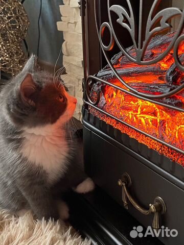 Котик Тимоша бесплатно